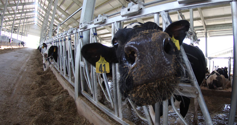 Skills Developed at State Farm Dairy Provide a Path to Successful ...